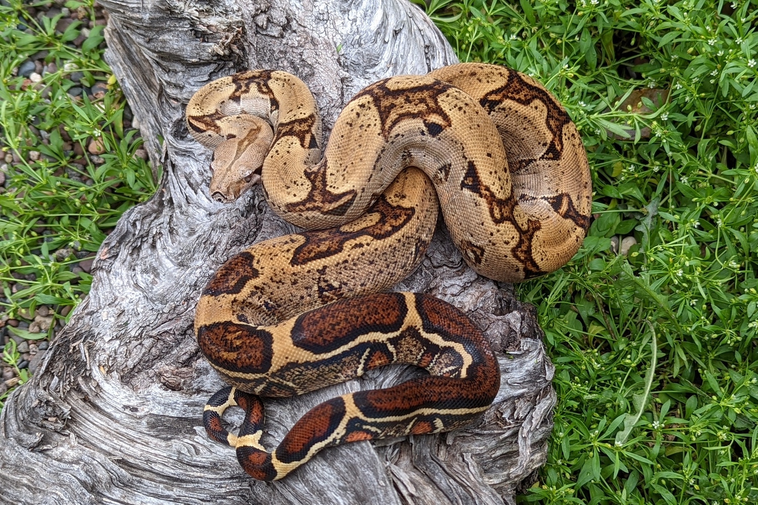 Jungle Monster Tail Boa Boa Constrictor by Sonja K. Reptiles LLC ...