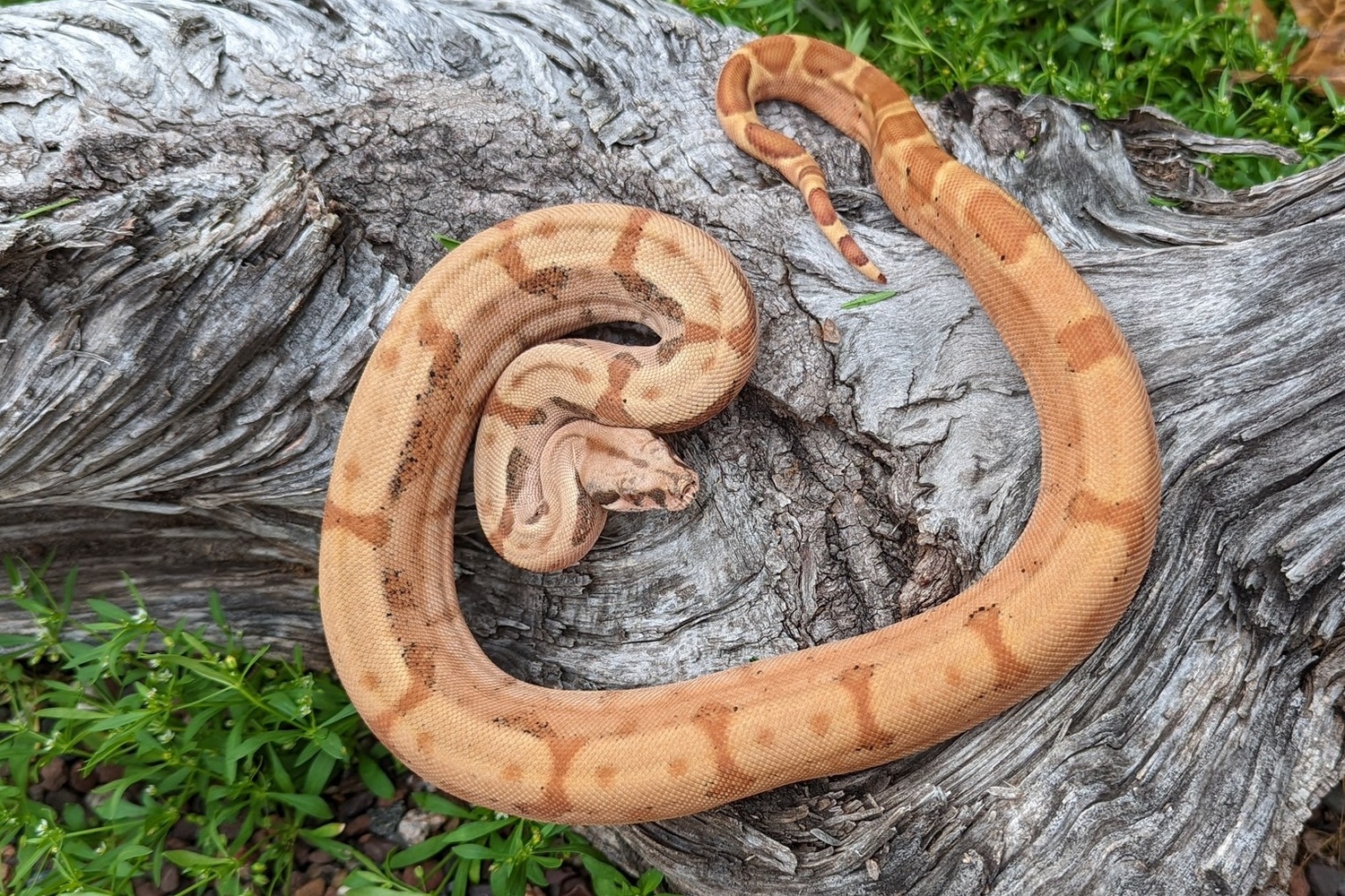 Sunset Boa (AKA Super Hypo Hog) Boa Constrictor by Sonja K. Reptiles ...