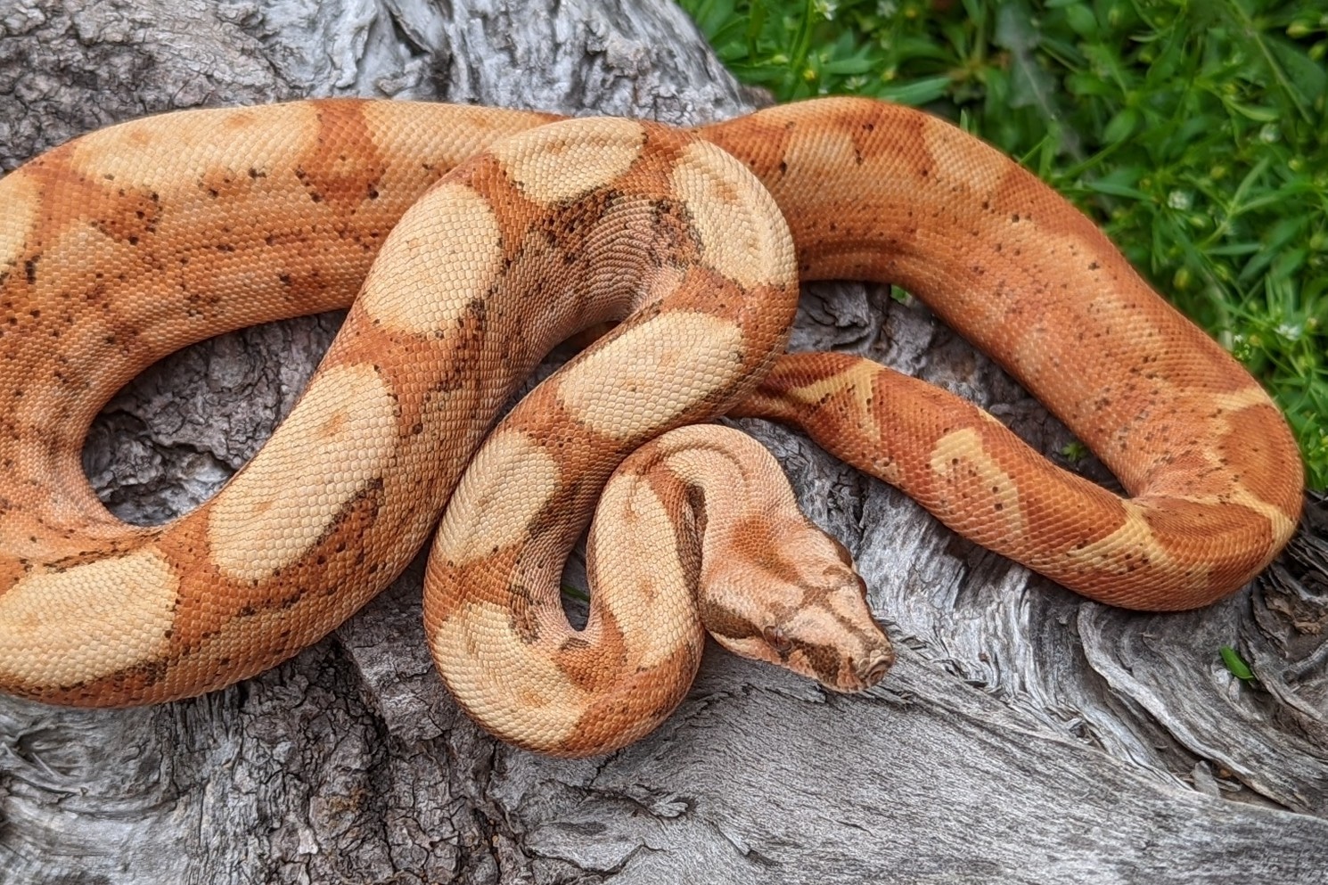 Sunset Boa (AKA Super Hypo Hog) Boa Constrictor by Sonja K. Reptiles ...
