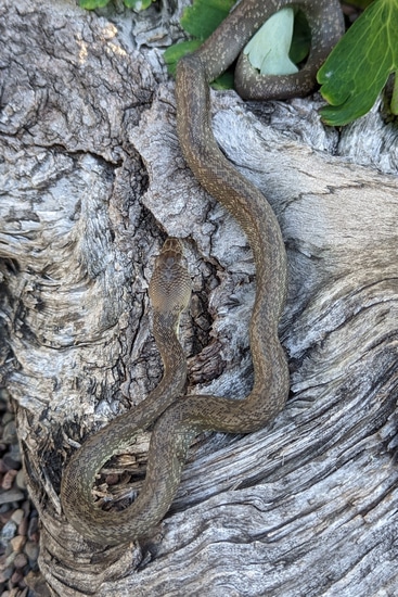 Macklot's Python by Sonja K. Reptiles LLC