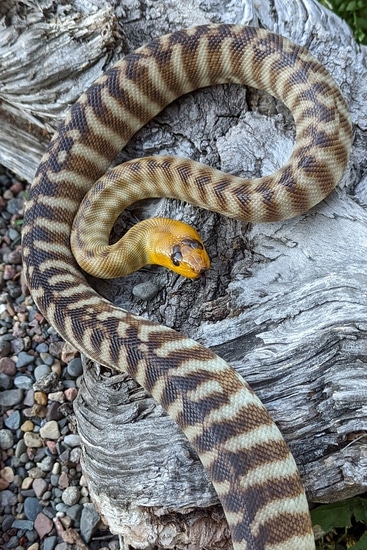 Woma Python by Sonja K. Reptiles LLC