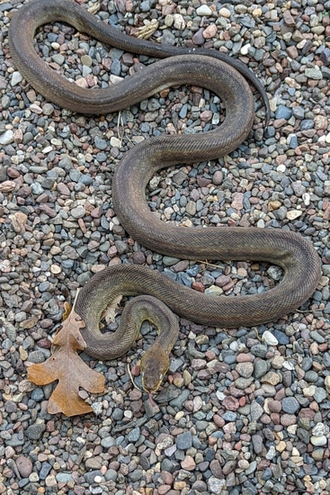 LTC Roti Island Macklot's Macklot's Python by Sonja K. Reptiles LLC