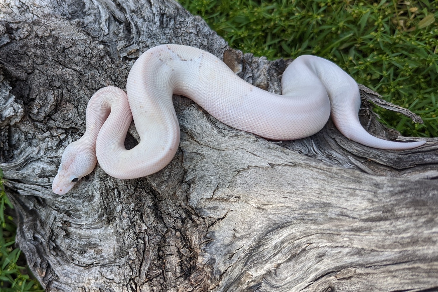 Champagne Firefly Ball Python by Sonja K. Reptiles LLC - MorphMarket
