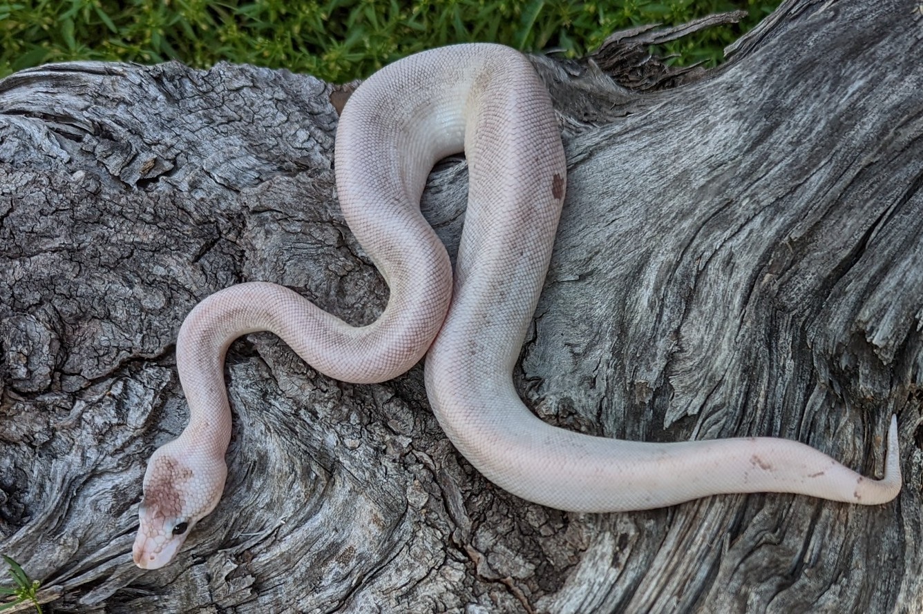 Champagne Pewter Ball Python by Sonja K. Reptiles LLC - MorphMarket