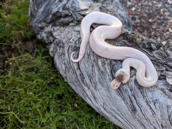Champagne Pewter Ball Python by Sonja K. Reptiles LLC
