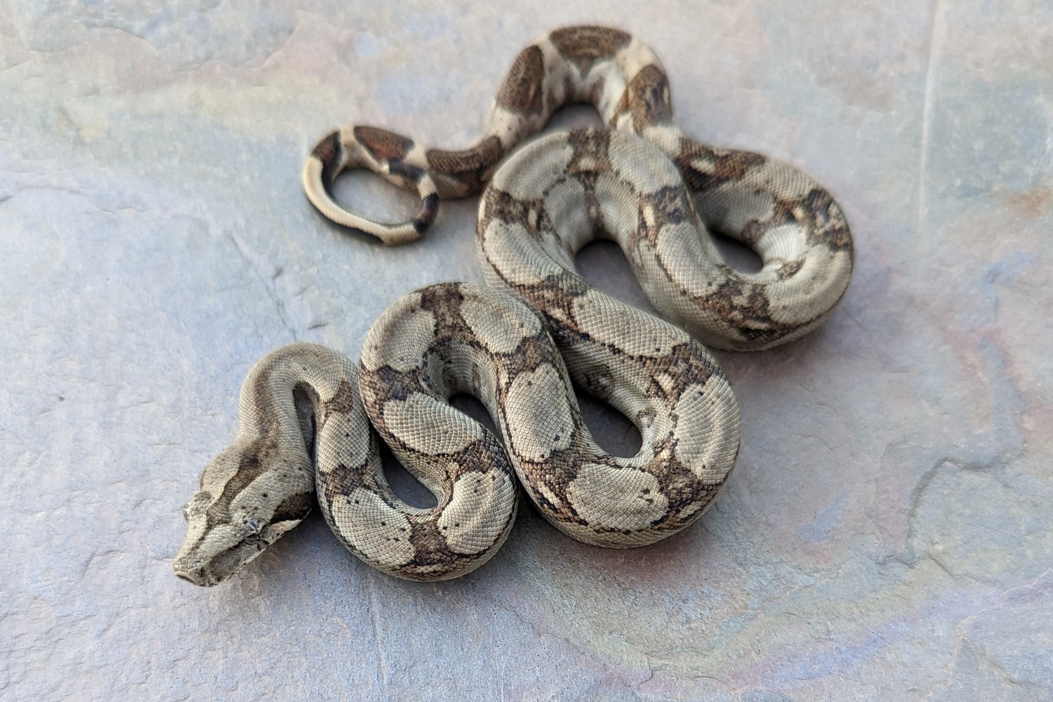Longicauda Peruvian Long-Tailed Boa Constrictor by Sonja K. Reptiles ...