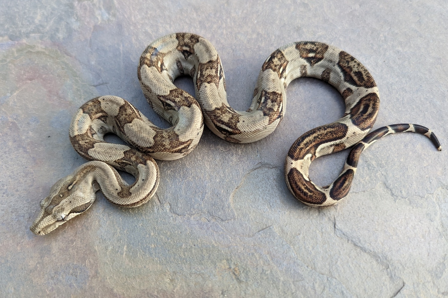 Longicauda Peruvian Long-tailed Boa Constrictor by Sonja K. Reptiles ...