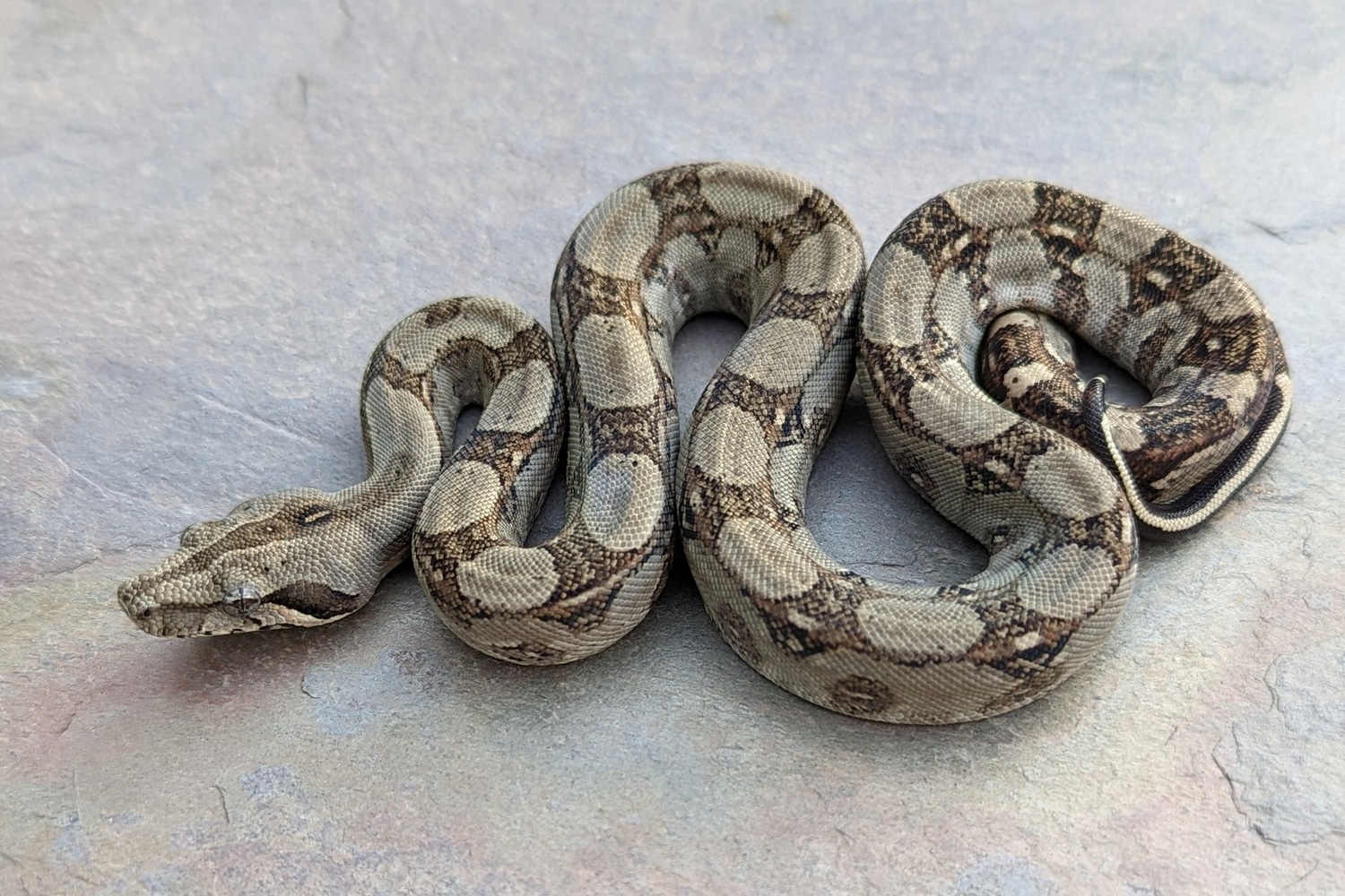 Longicauda Peruvian Long-tailed Boa Constrictor by Sonja K. Reptiles ...