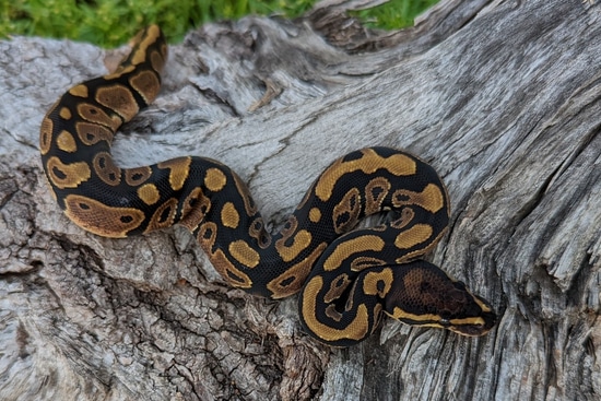 Het Pied Ball Python by Sonja K. Reptiles LLC