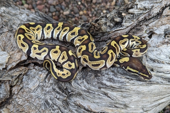 Mojave Ball Python by Sonja K. Reptiles LLC - MorphMarket