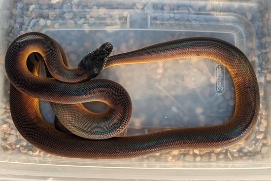 LTC Northern White-Lipped Python by Sonja K. Reptiles LLC