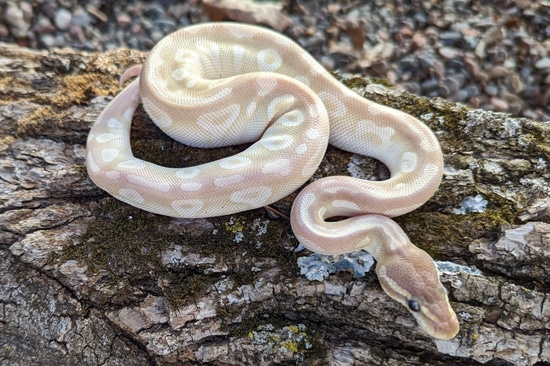 Crystal Ball Python by Sonja K. Reptiles LLC