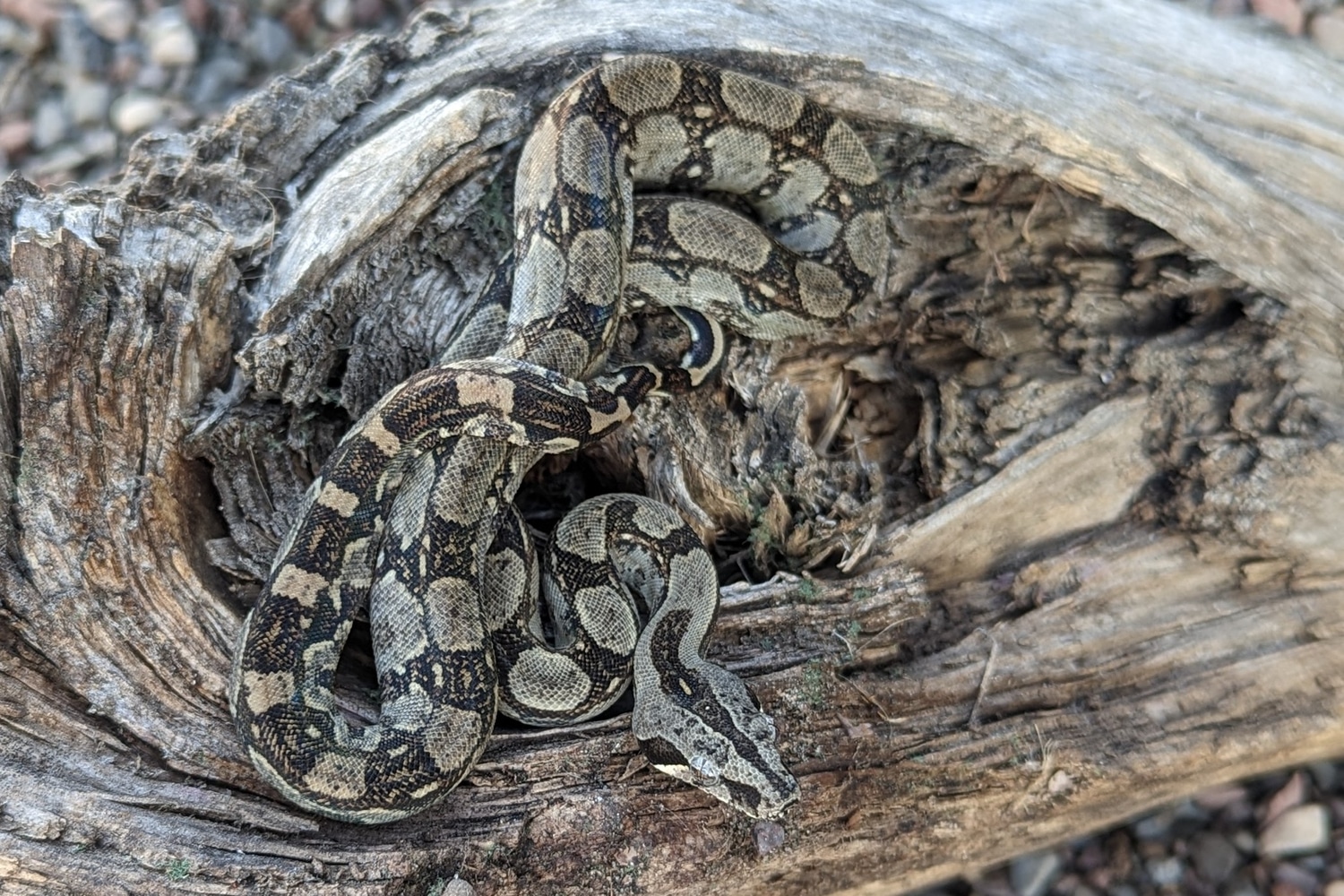 Longicauda Peruvian Long-tailed Boa Constrictor by Sonja K. Reptiles ...