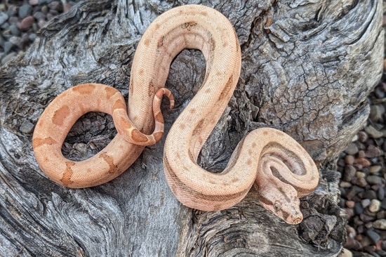 Sunset Boa (Aka Super Hypo Hog) Boa Constrictor by Sonja K. Reptiles LLC