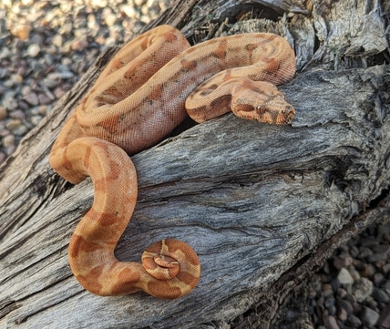 Sunset (AKA Super Hypo Hog) Boa Constrictor by Sonja K. Reptiles LLC ...