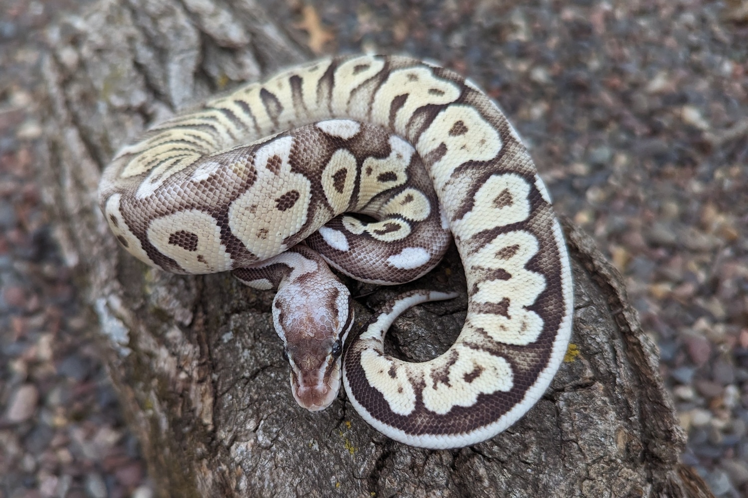 Fire Pewter Ball Python by Sonja K. Reptiles LLC - MorphMarket
