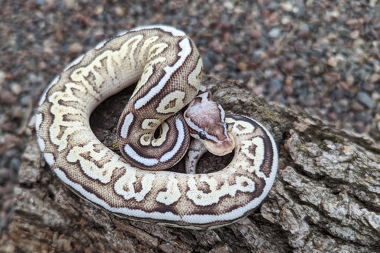 Pewter Fire Ball Python by Sonja K. Reptiles LLC