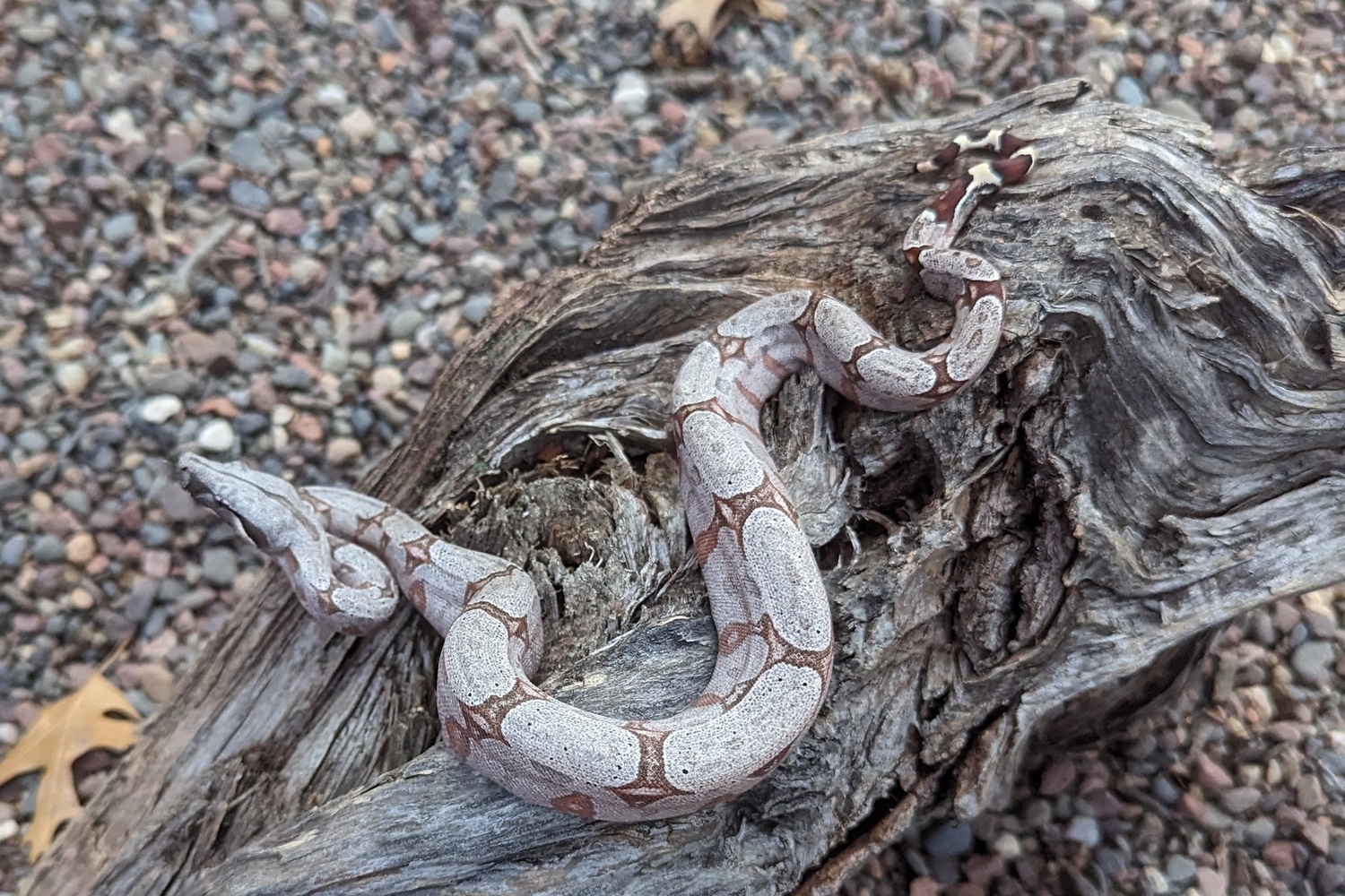 Bolivian Boa Constrictor Short-tailed Boa Constrictor by Sonja K ...