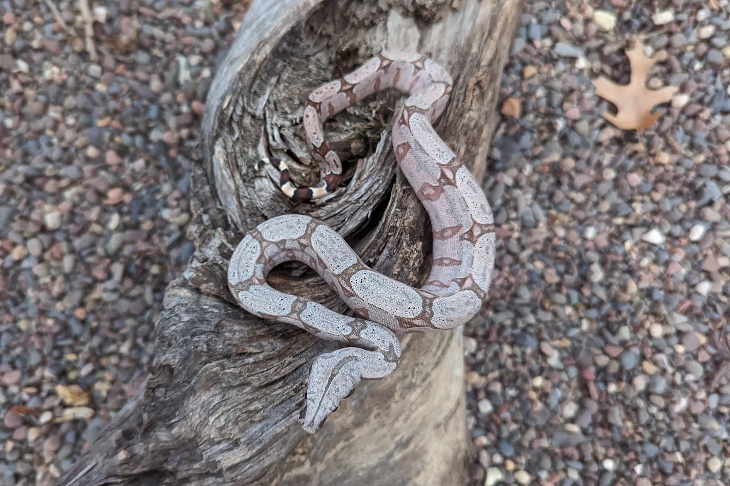 Bolivian Boa Constrictor Short-tailed Boa Constrictor by Sonja K ...