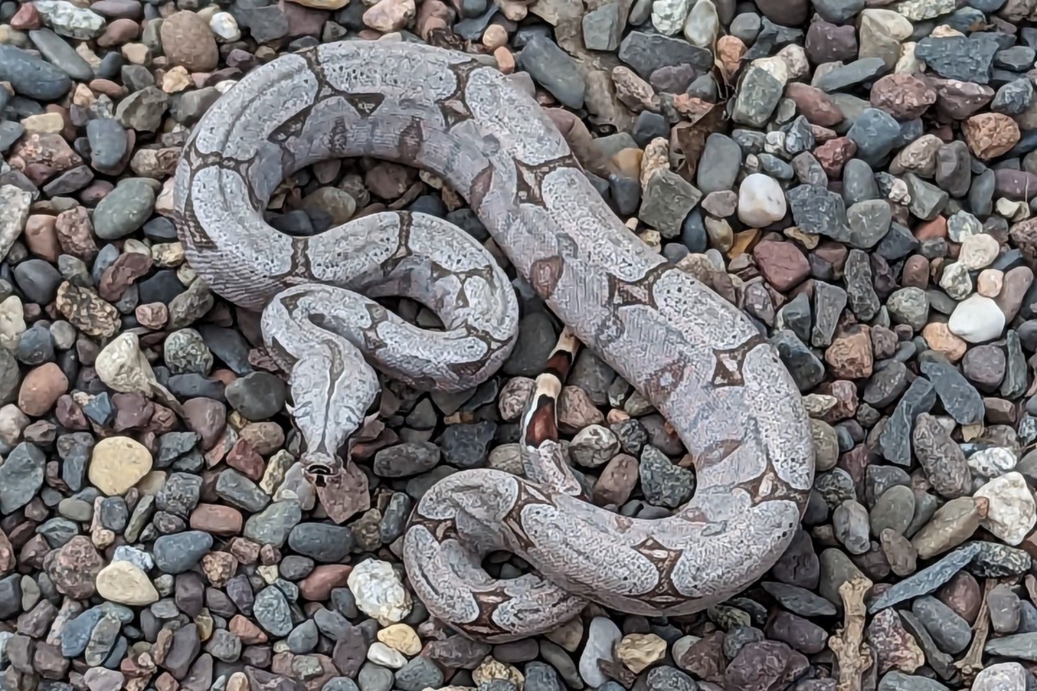Bolivian Boa Constrictor Short-tailed Boa Constrictor by Sonja K ...
