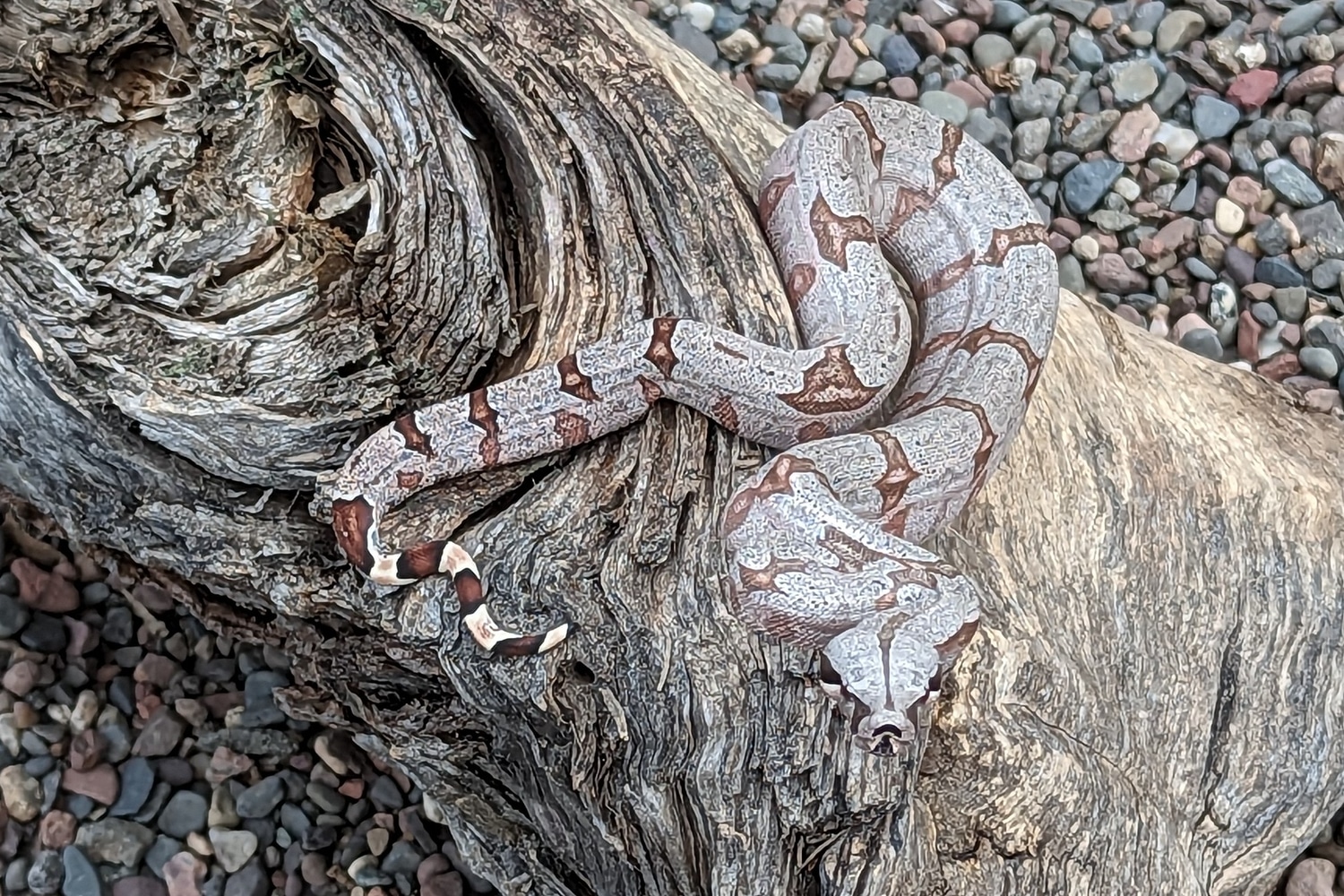 Bolivian Boa Constrictor Short-tailed Boa Constrictor by Sonja K ...