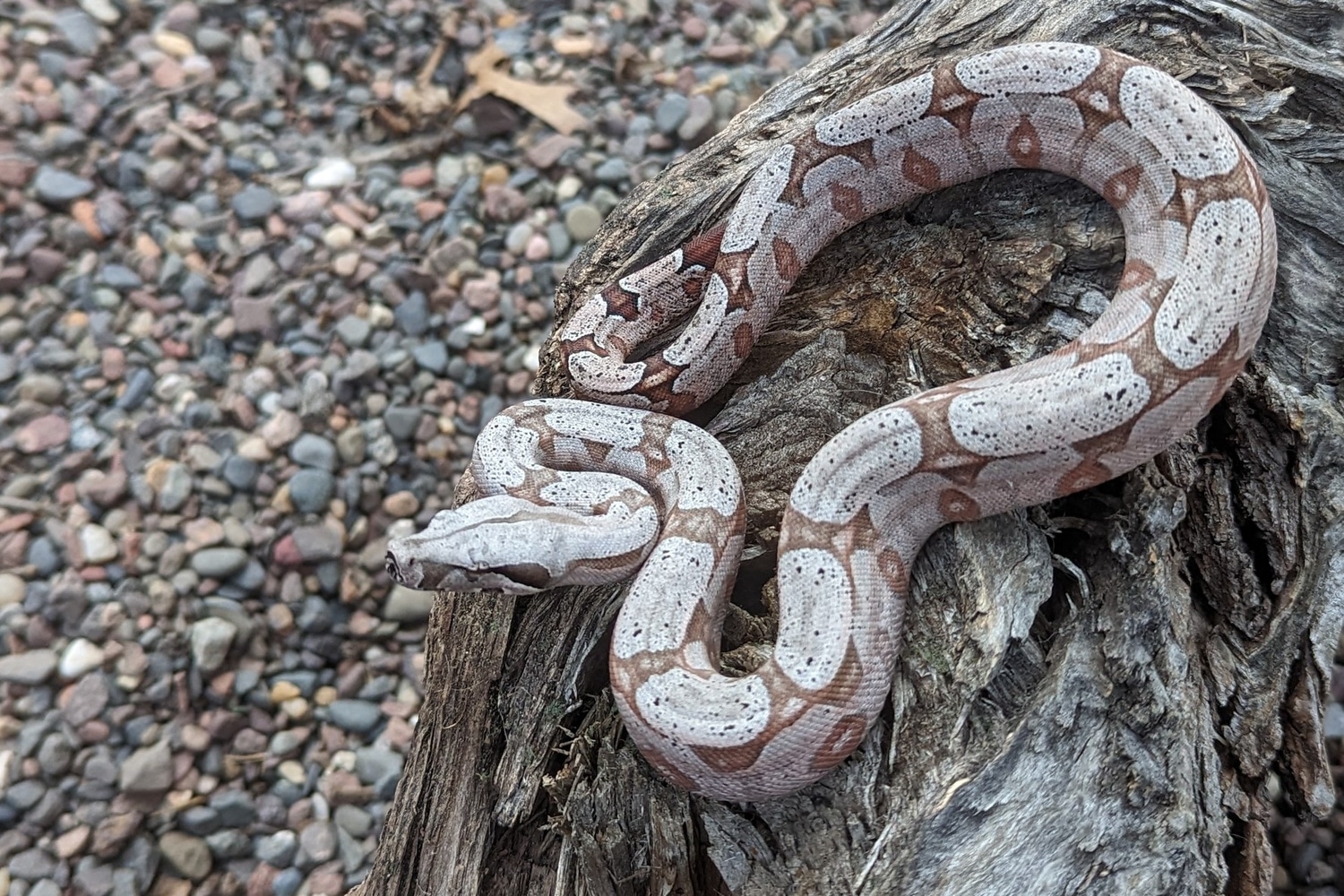 Bolivian Boa Constrictor Short-tailed Boa Constrictor by Sonja K ...