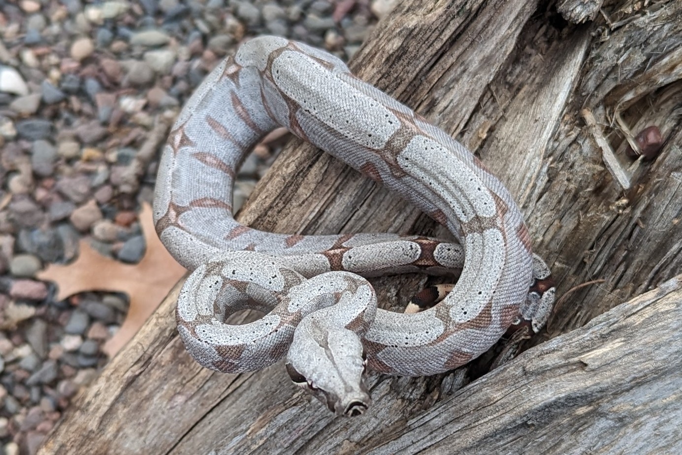 Bolivian Boa Constrictor Short-tailed Boa Constrictor by Sonja K ...