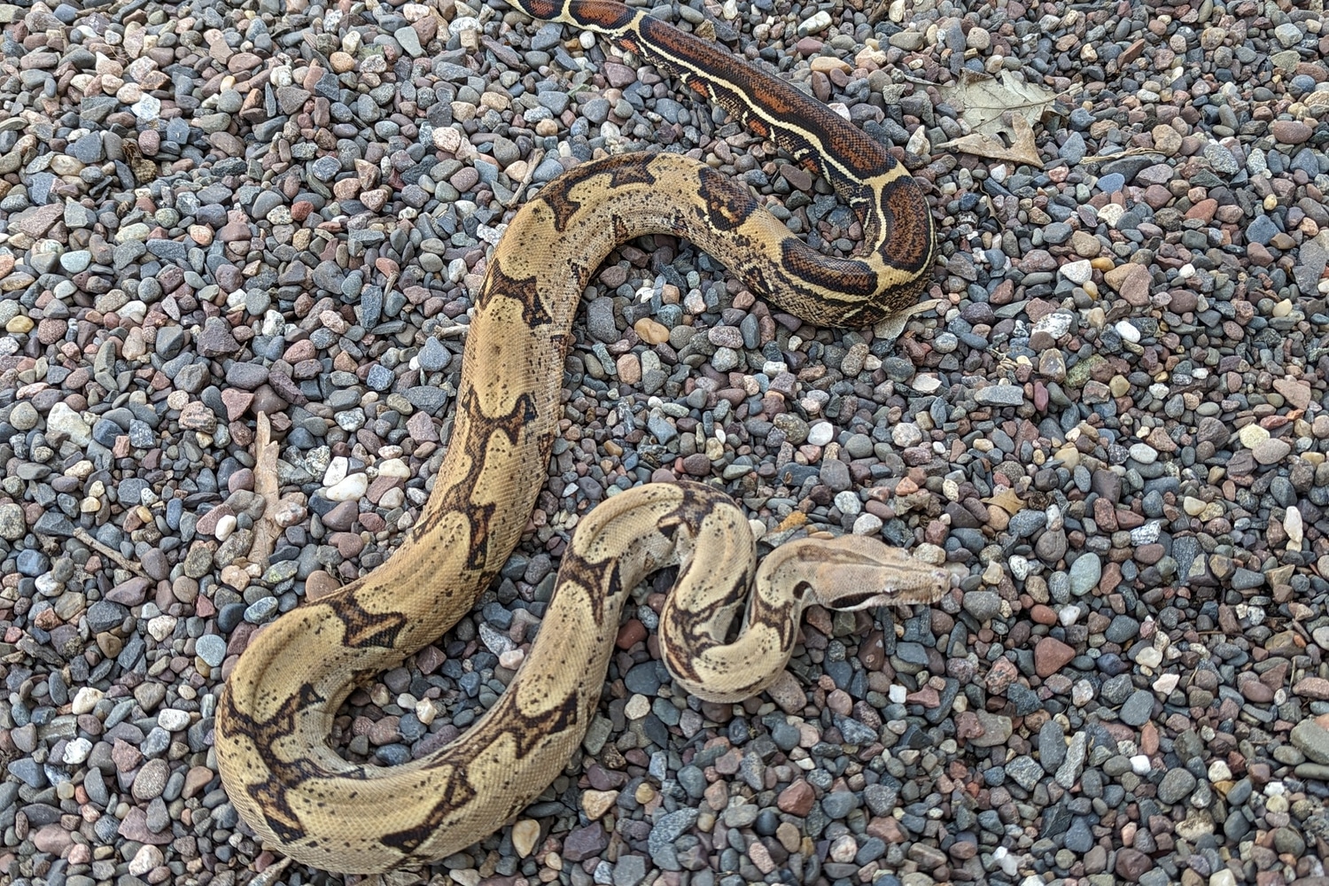 Jungle Monster Tail Boa Boa Constrictor by Sonja K. Reptiles LLC ...