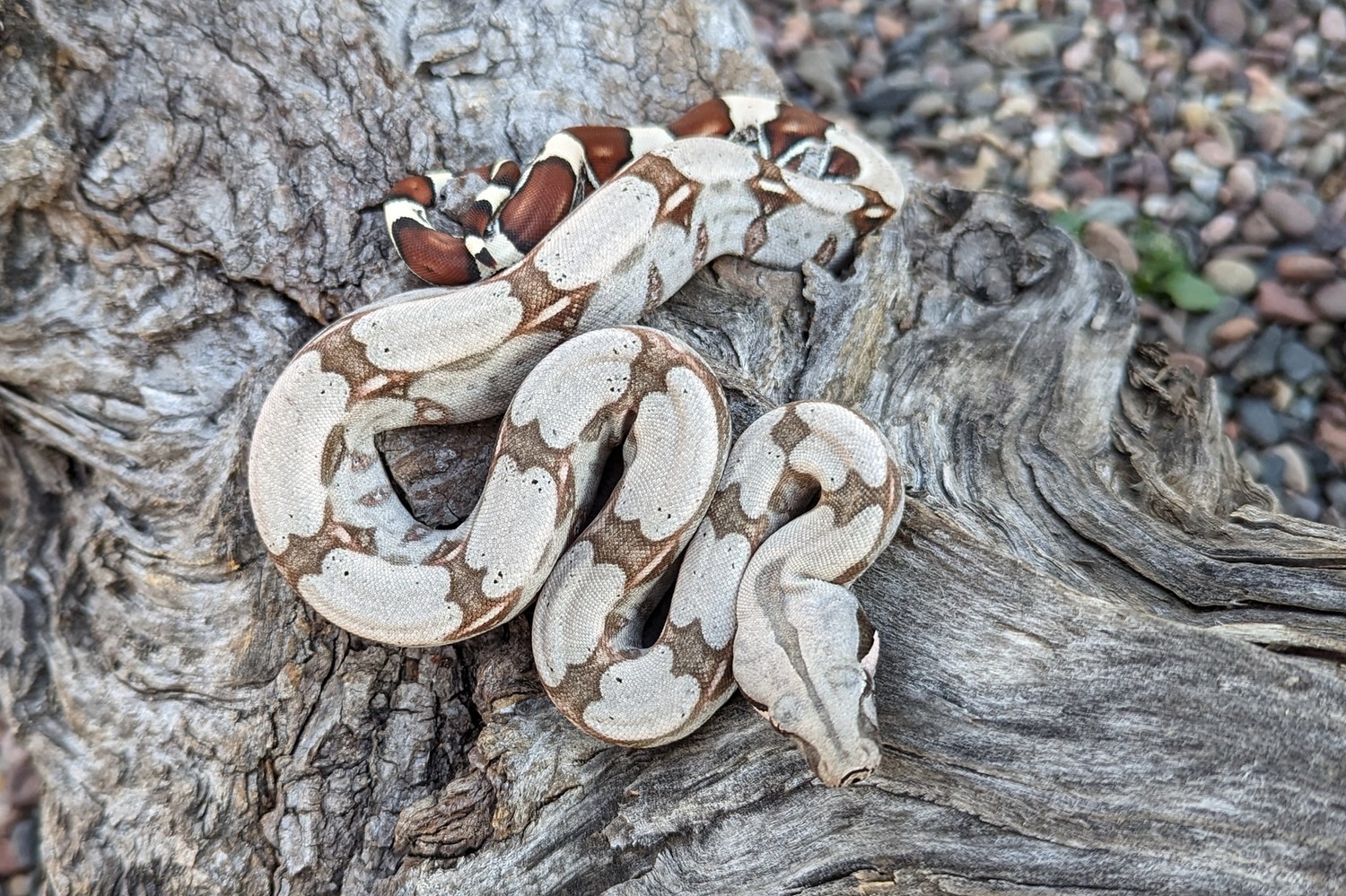 Suriname Boa True Red-tailed Boa Constrictor by Sonja K. Reptiles LLC ...