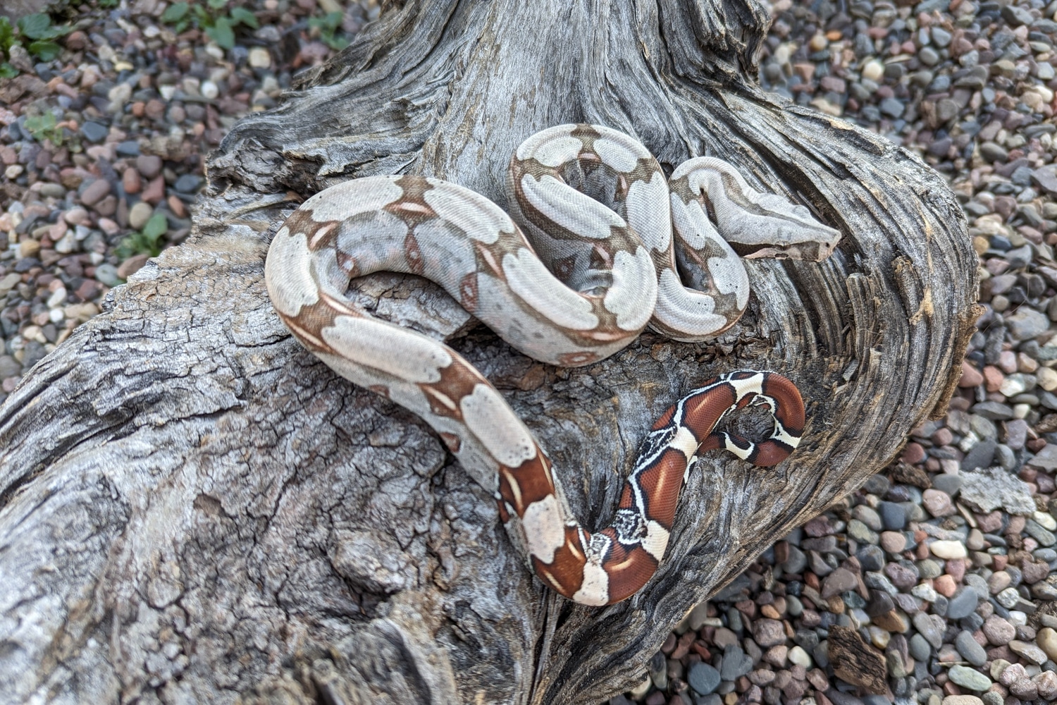 Suriname Boa True Red-tailed Boa Constrictor by Sonja K. Reptiles LLC ...