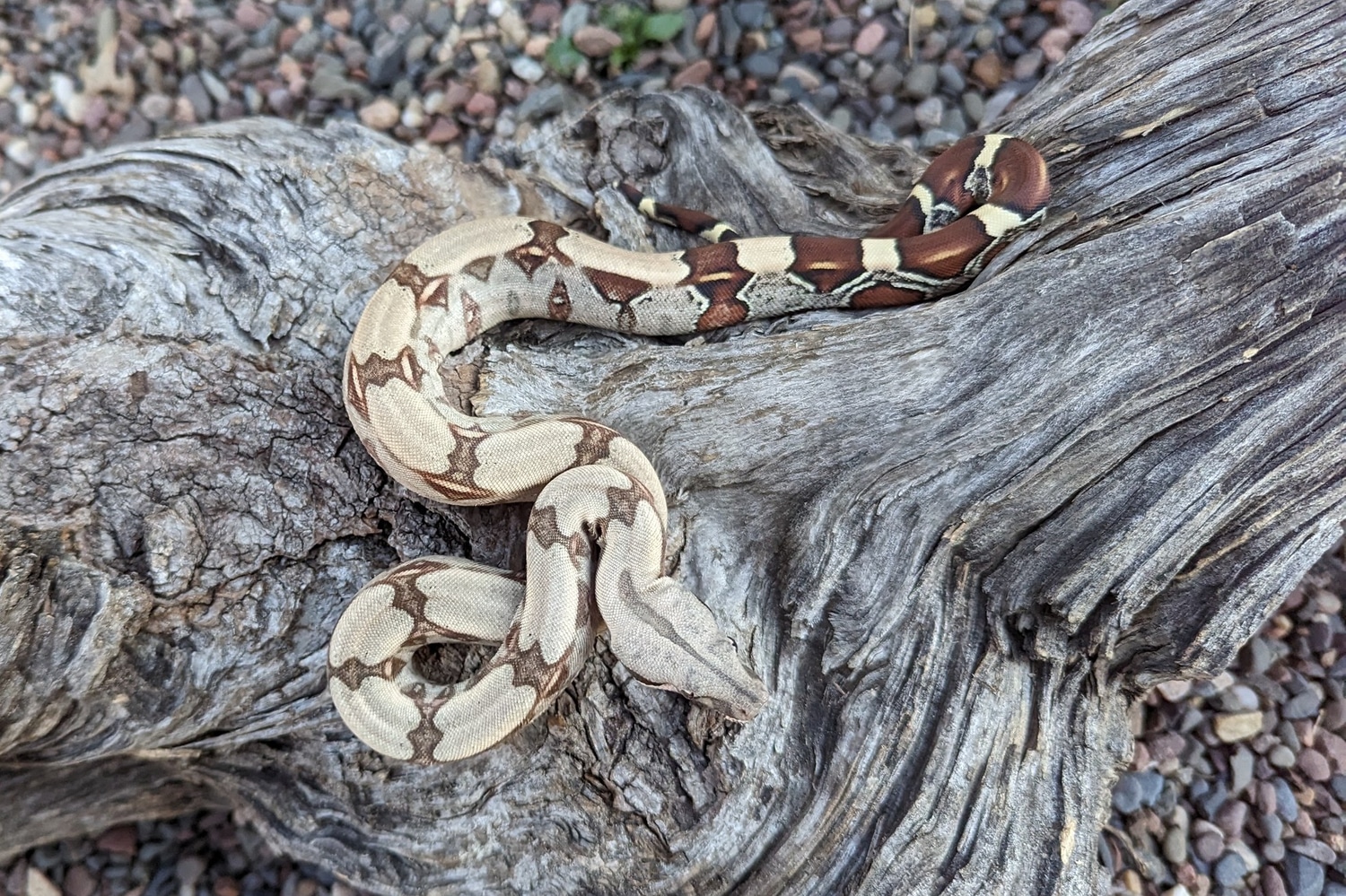 Suriname Boa True Red-tailed Boa Constrictor by Sonja K. Reptiles LLC ...
