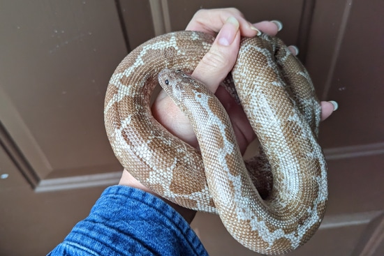 Proven Breeder Striped Anery Female Kenyan Sand Boa by Sonja K ...
