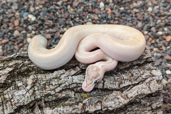 Ivory Ball Python by Sonja K. Reptiles LLC