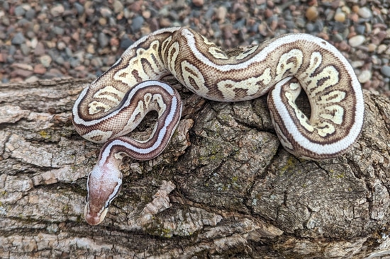 Fire Pewter Ball Python by Sonja K. Reptiles LLC