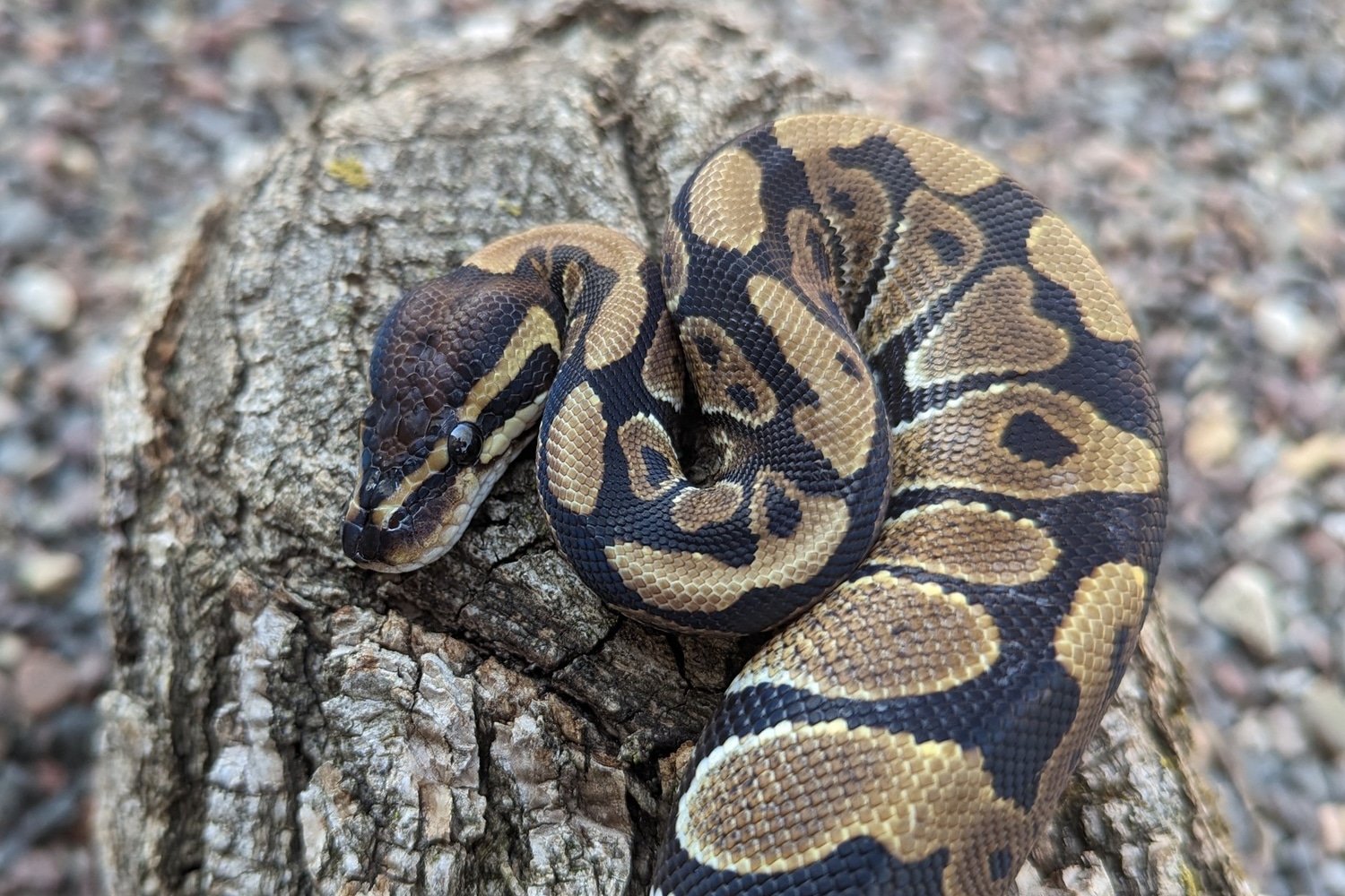 Special Ball Python by Sonja K. Reptiles LLC - MorphMarket