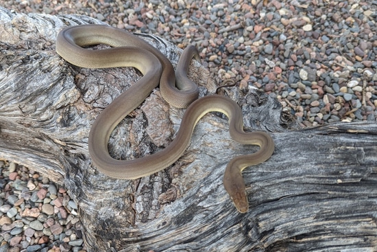 Olive Python by Sonja K. Reptiles LLC