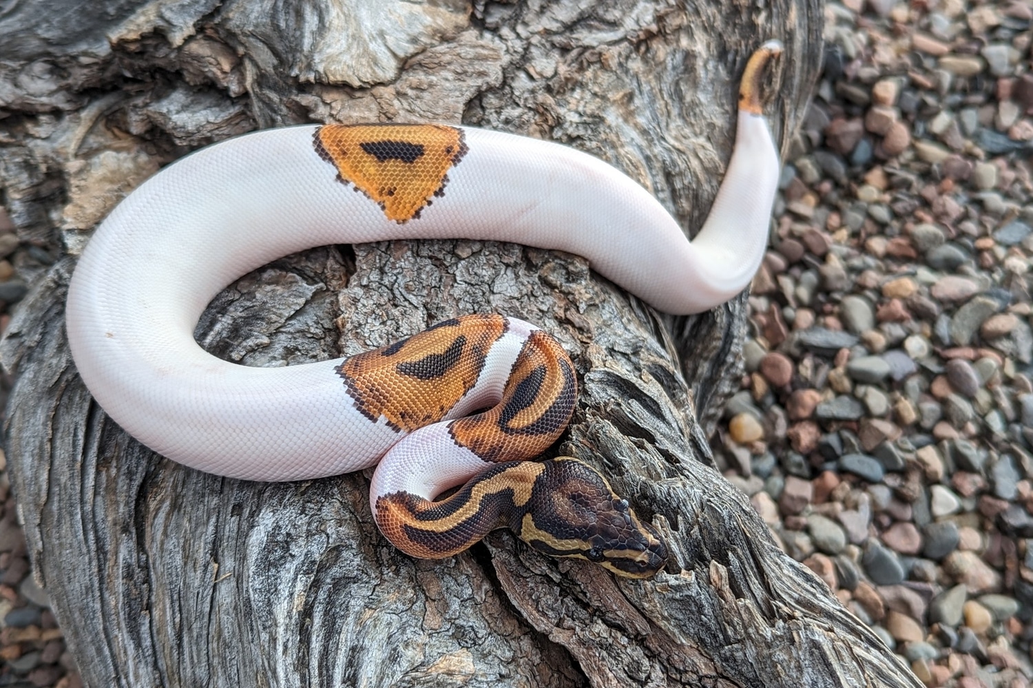 Pied Ball Python by Sonja K. Reptiles LLC - MorphMarket