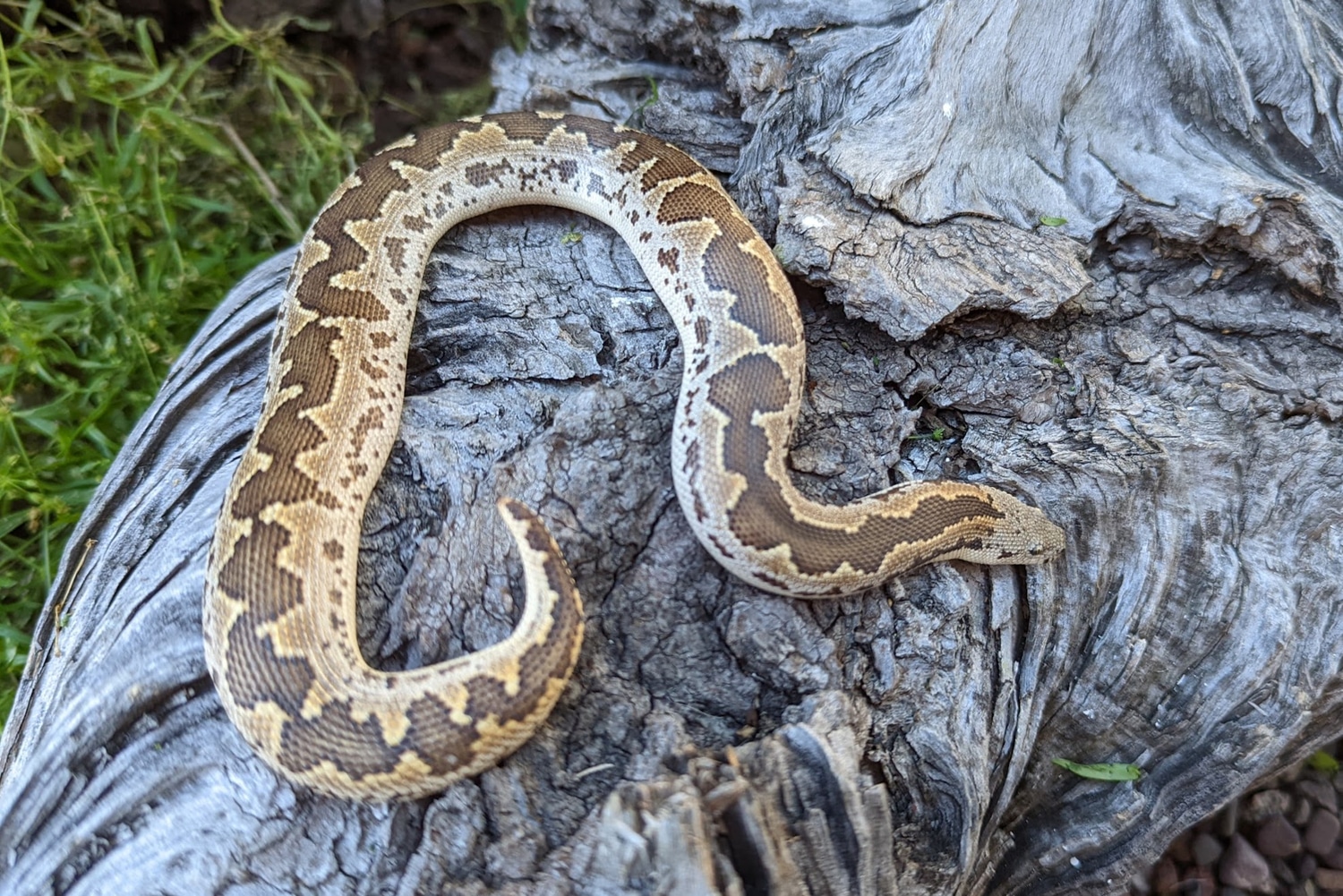 Male Roughscale Sand Boa Rough-Scaled Sand Boa by Sonja K. Reptiles LLC ...