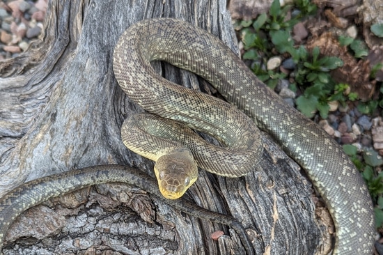 Macklot's Python by Sonja K. Reptiles LLC