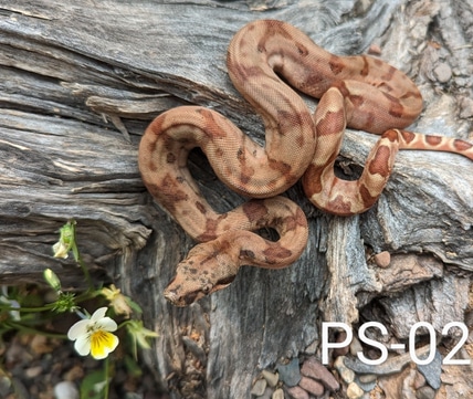 Sunset (AKA Super Hypo Hog) Boa Constrictor by Sonja K. Reptiles LLC ...