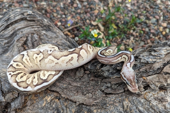 Fire Pewter Ball Python by Sonja K. Reptiles LLC