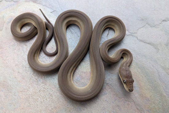 Olive Python by Sonja K. Reptiles LLC