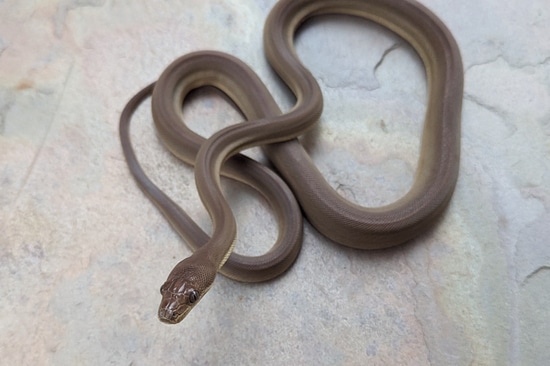 Olive Python by Sonja K. Reptiles LLC