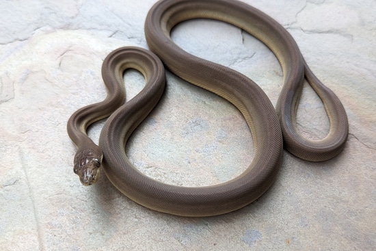 Olive Python by Sonja K. Reptiles LLC