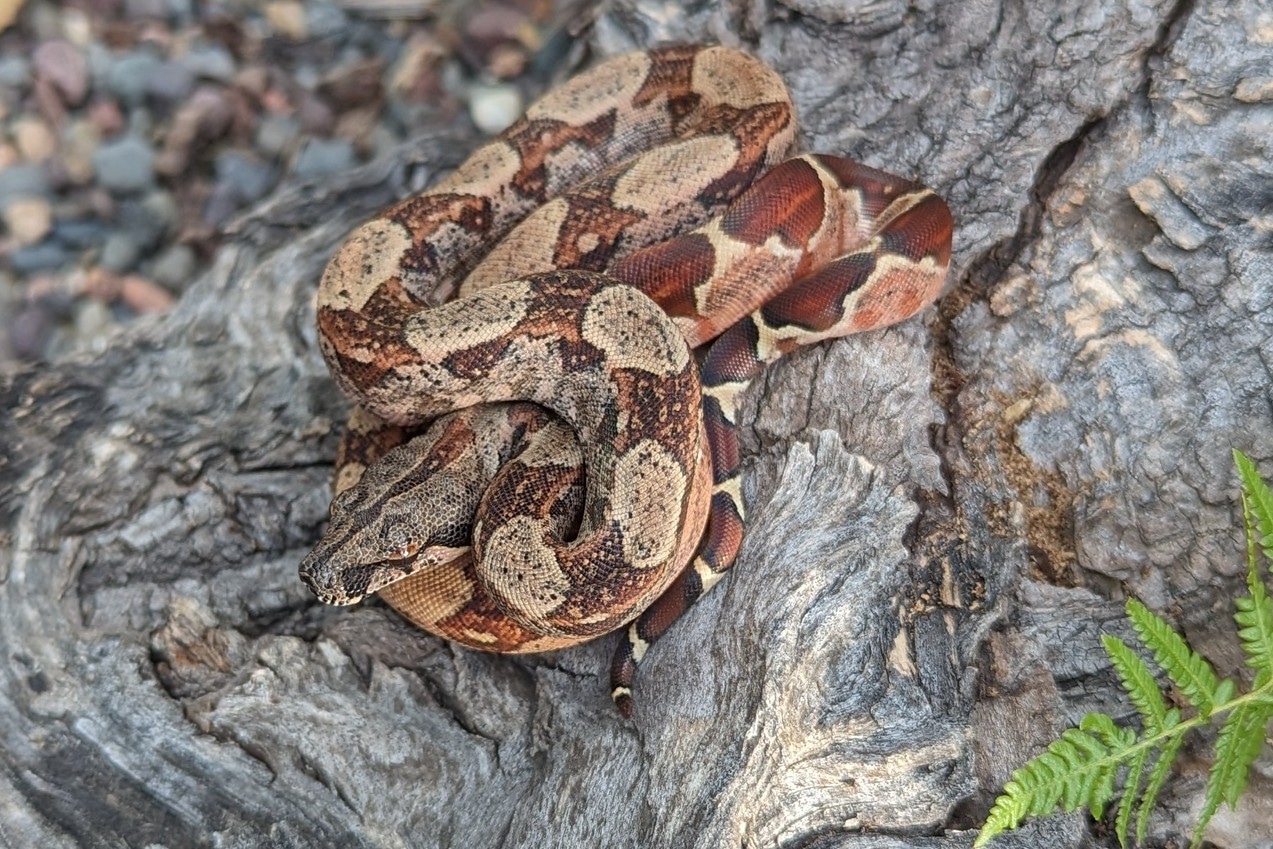 Hypo IMG 66% Het Anery Boa Constrictor by Sonja K. Reptiles LLC ...