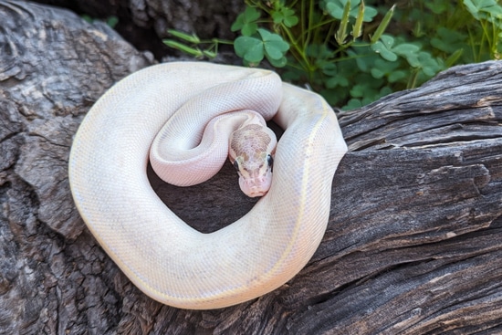 Ivory Ball Python by Sonja K. Reptiles LLC