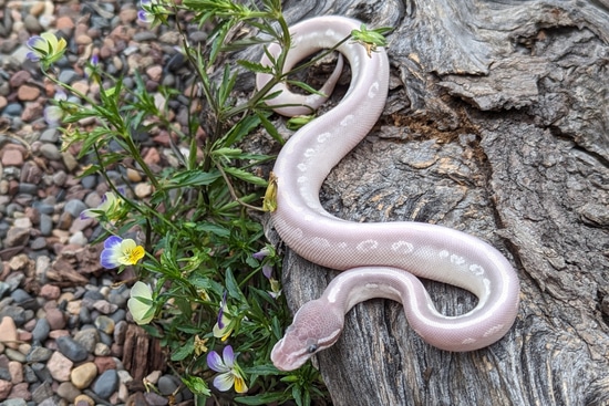 Mystic Potion Ball Python by Sonja K. Reptiles LLC