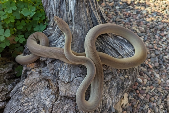 Olive Python by Sonja K. Reptiles LLC