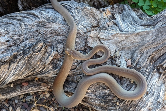 Olive Python by Sonja K. Reptiles LLC