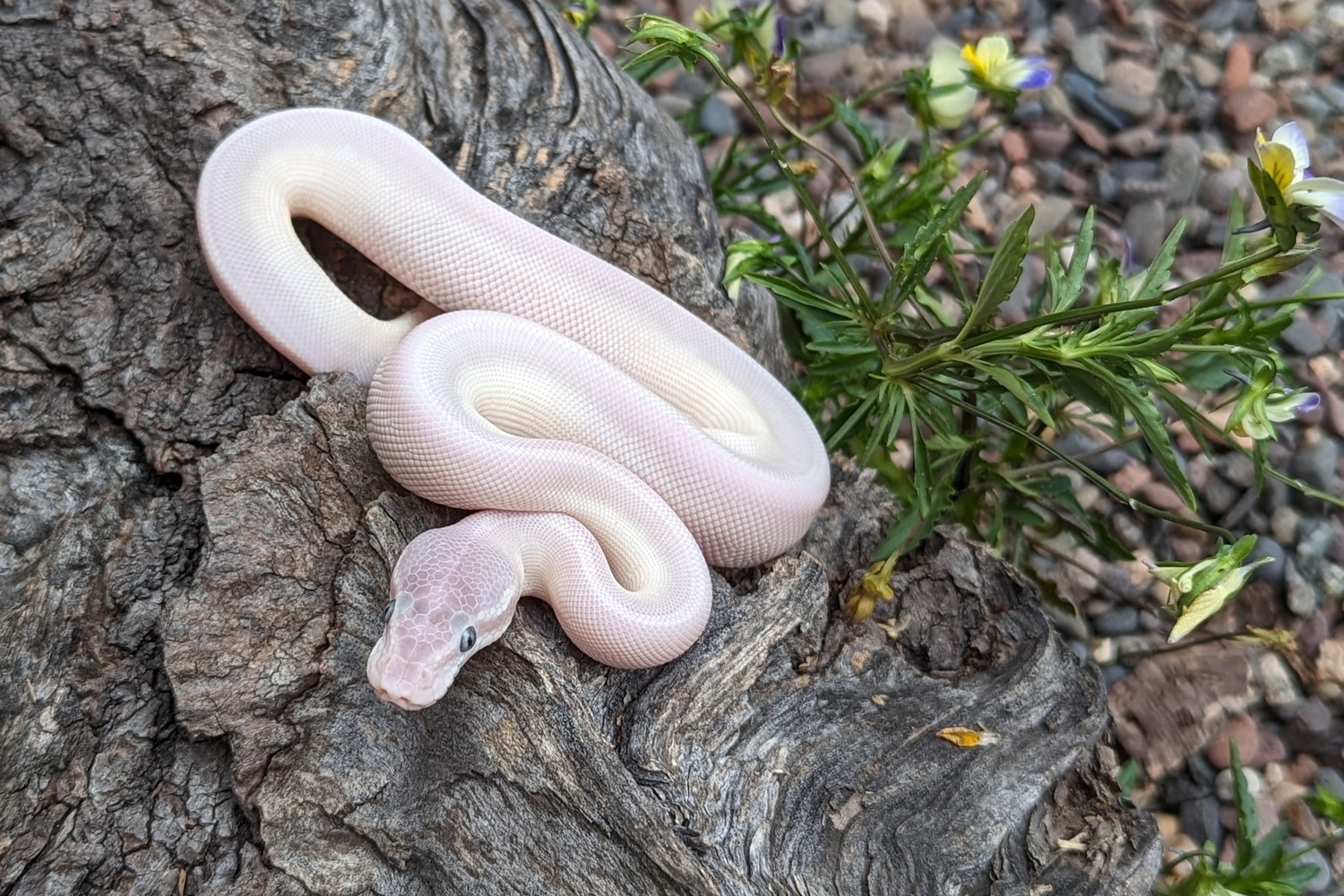 BEL Super Mojave Ball Python by Sonja K. Reptiles LLC - MorphMarket